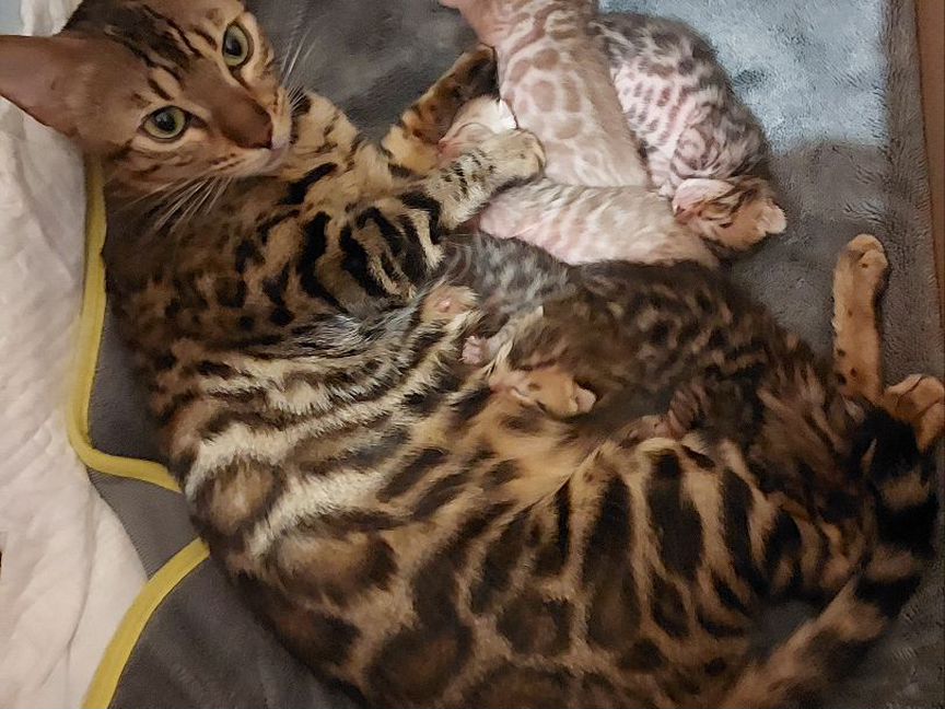 Бенгальские котята