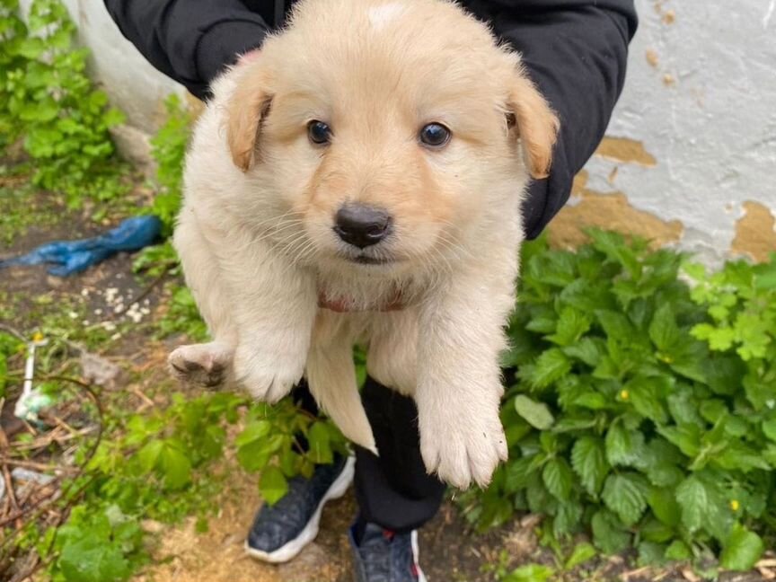 Щенки в добрые руки