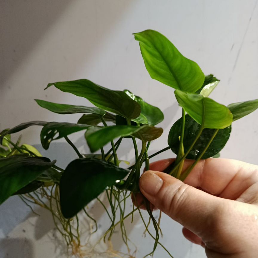 Аквариумные растения