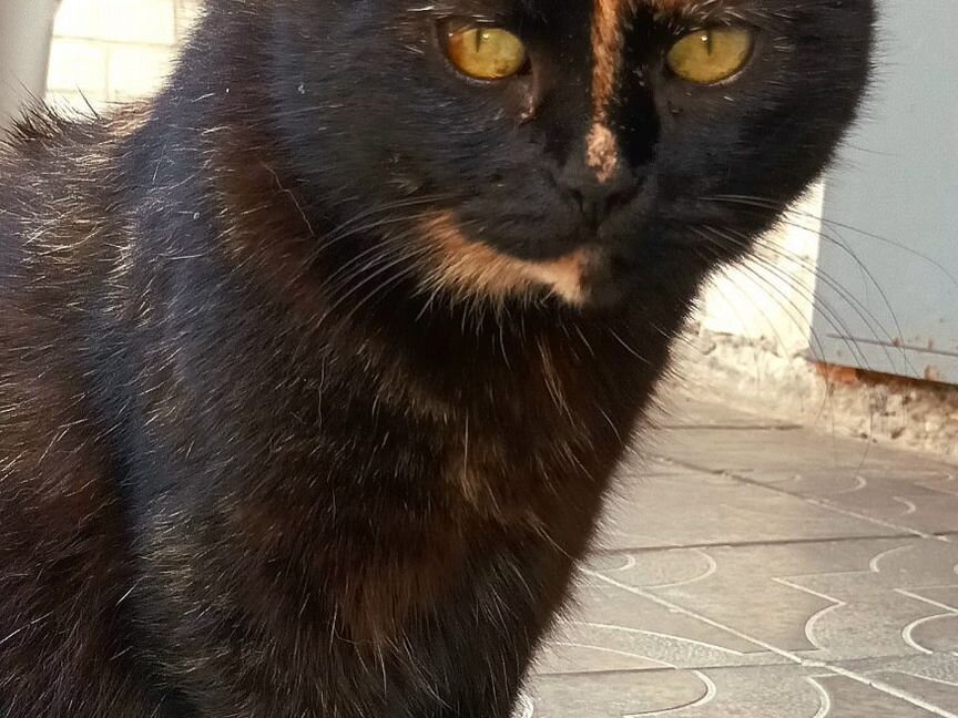 Кошка ждёт своего хозяина