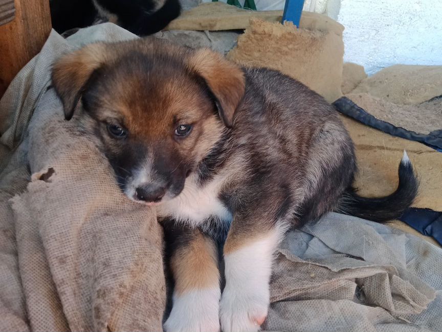 Бесплатно отдам щенка