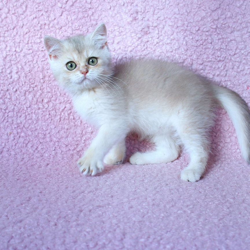 Британские котята