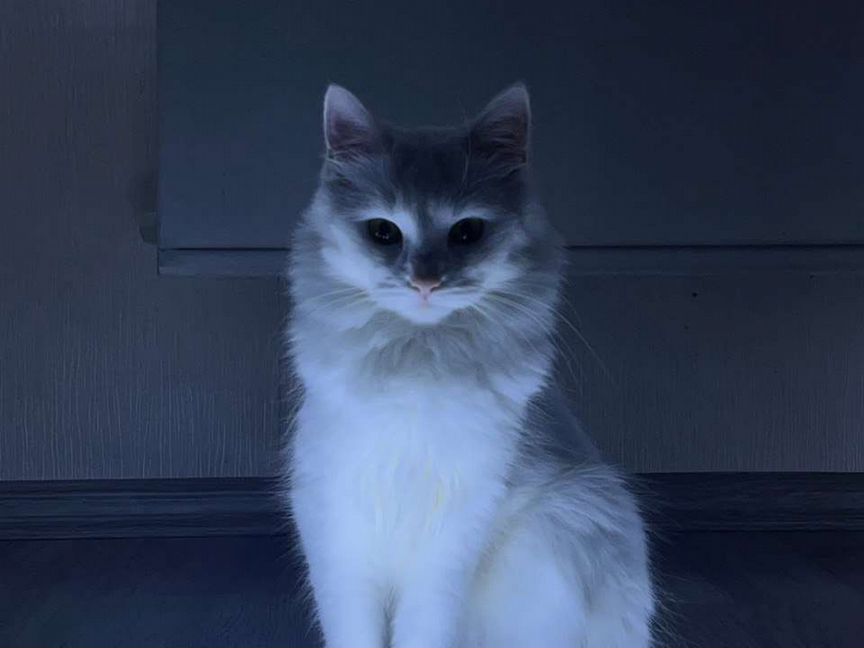 Кошка в добрые руки