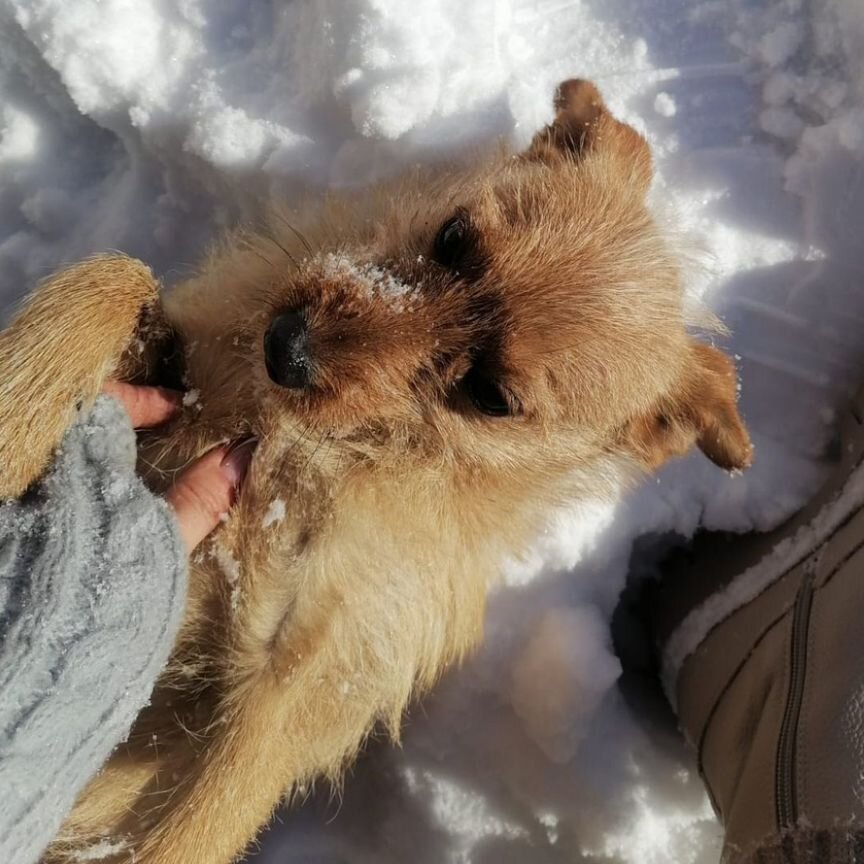 Маленькая собака в добрые руки