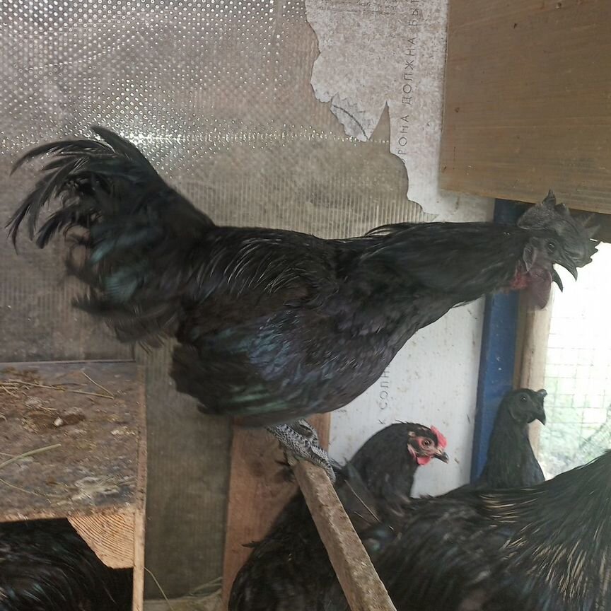 Петух аям цемани