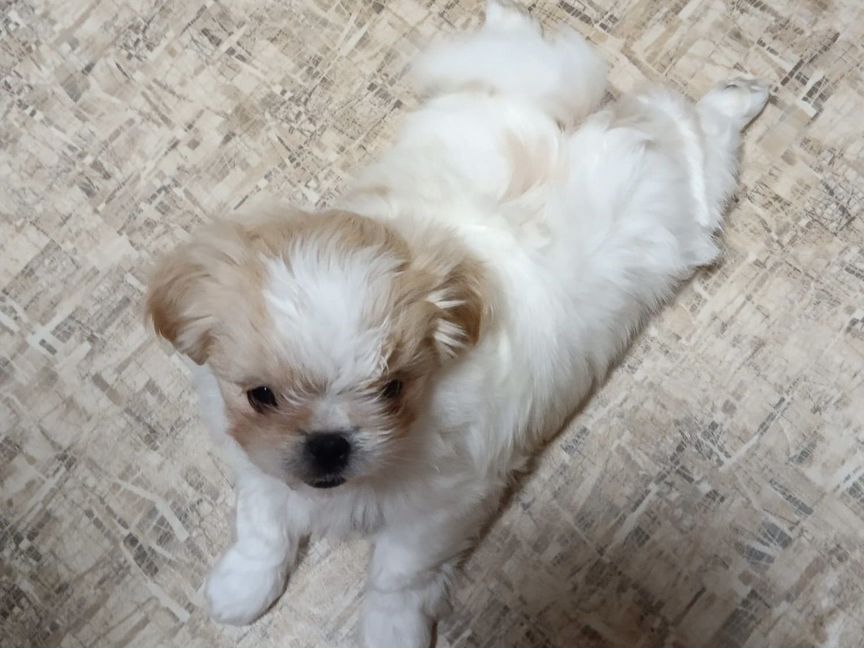 Щенки мальтипу f1 мини