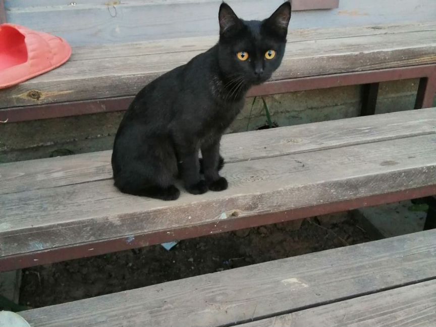 Только чёрному коту и невезет