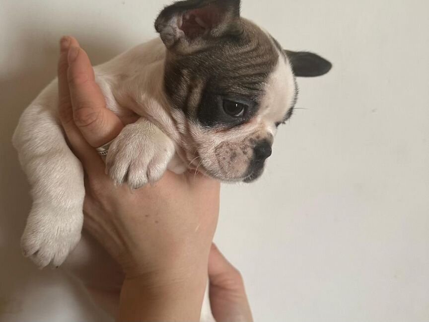 Щенки Французики