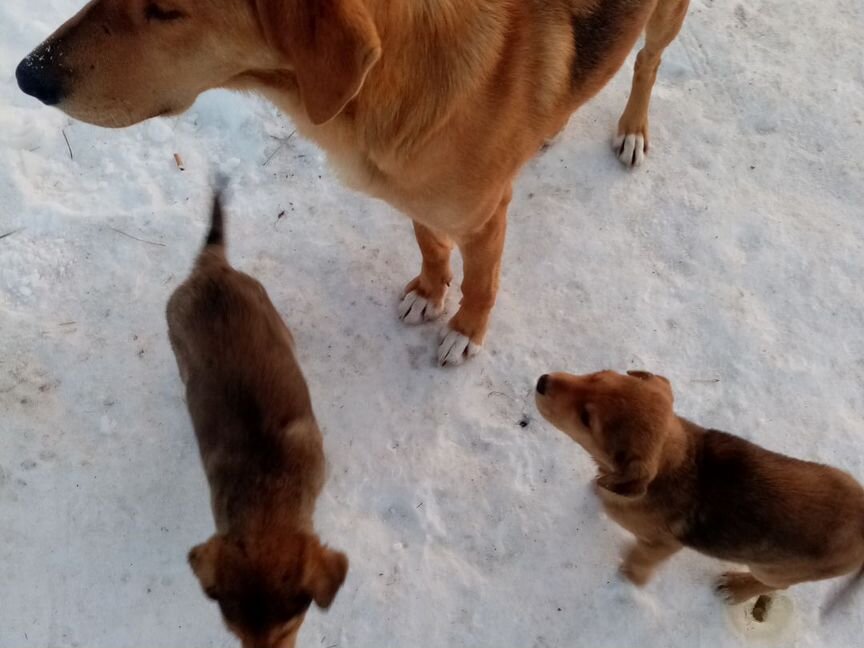 Кутята русской гончей