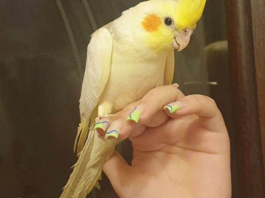 Попугайчики карелла