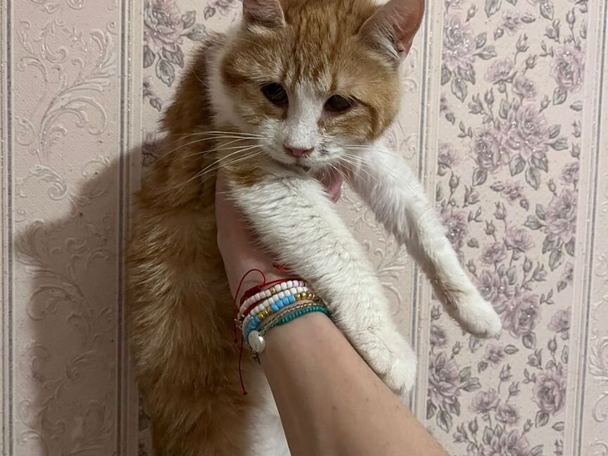 Рыже-белая яркая кошечка Зая