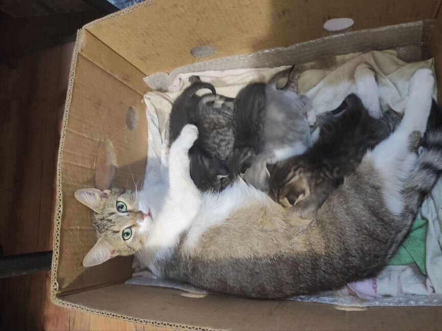 Котята