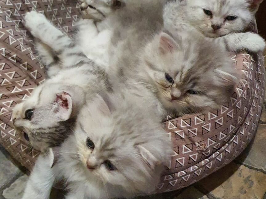 Британские котята короткошерстные