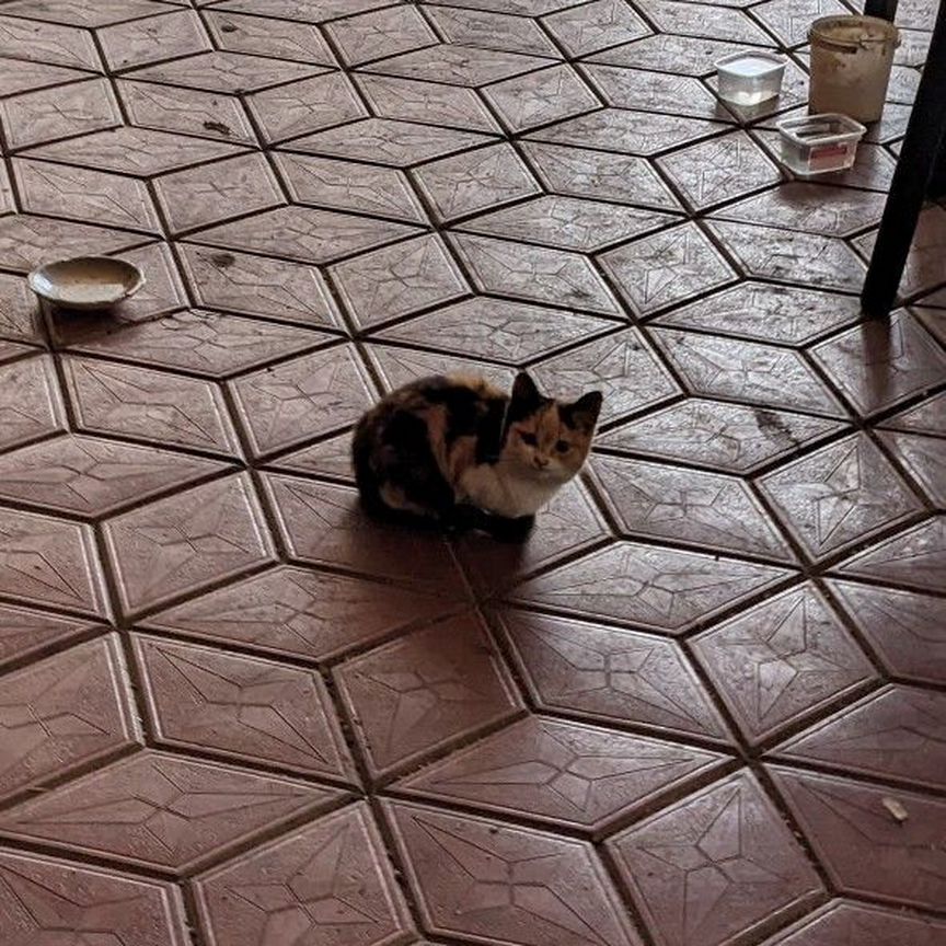 Потерявшийся котенок