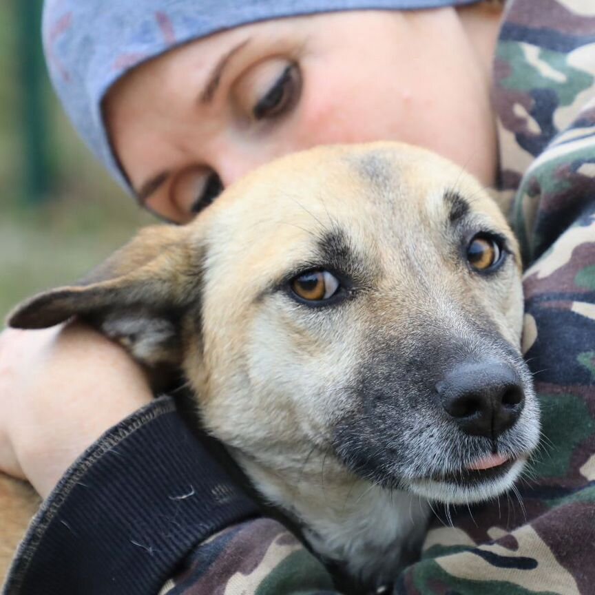 Взрослая собака в добрые руки