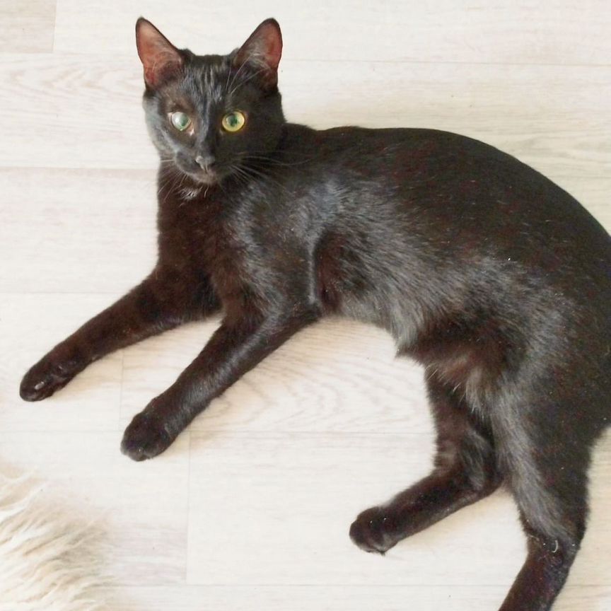 Черная пантера ищет дом 7 мес