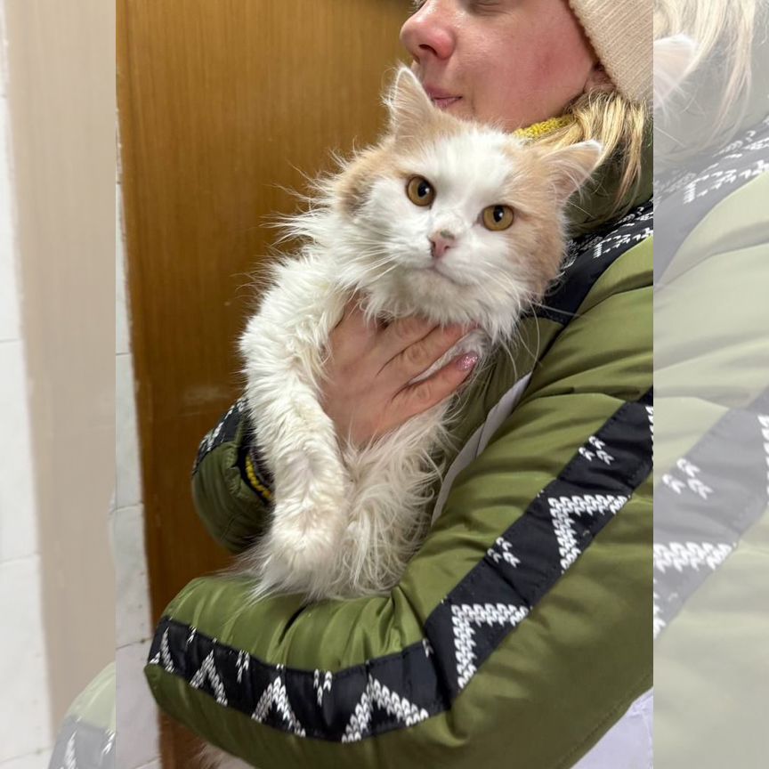 Взрослая, Девочка кошка в добрые руки