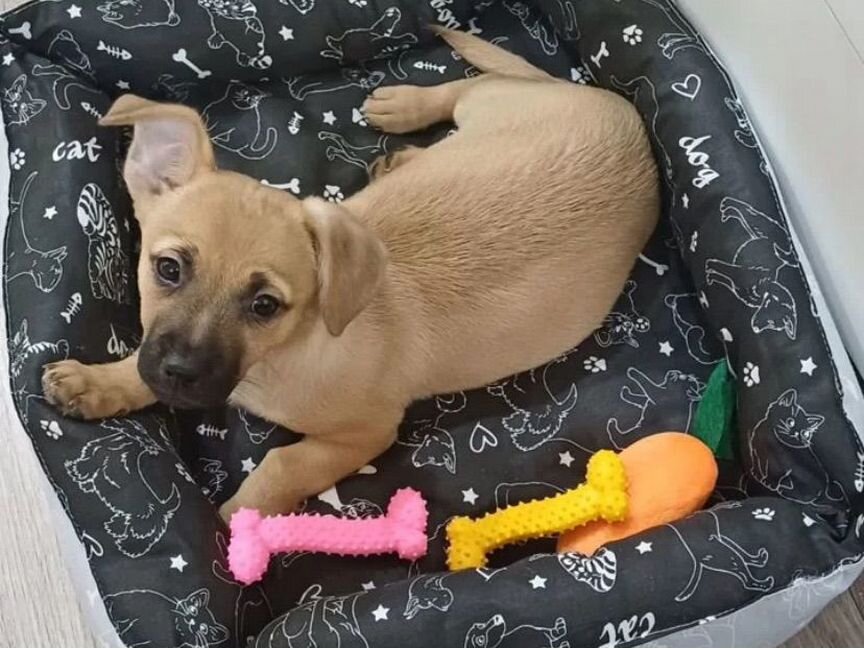 Отдам в добрые руки