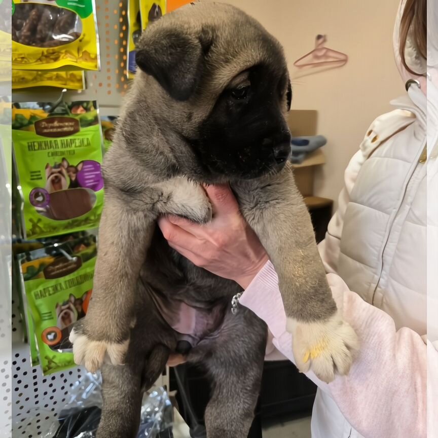 Американская акита, щенок