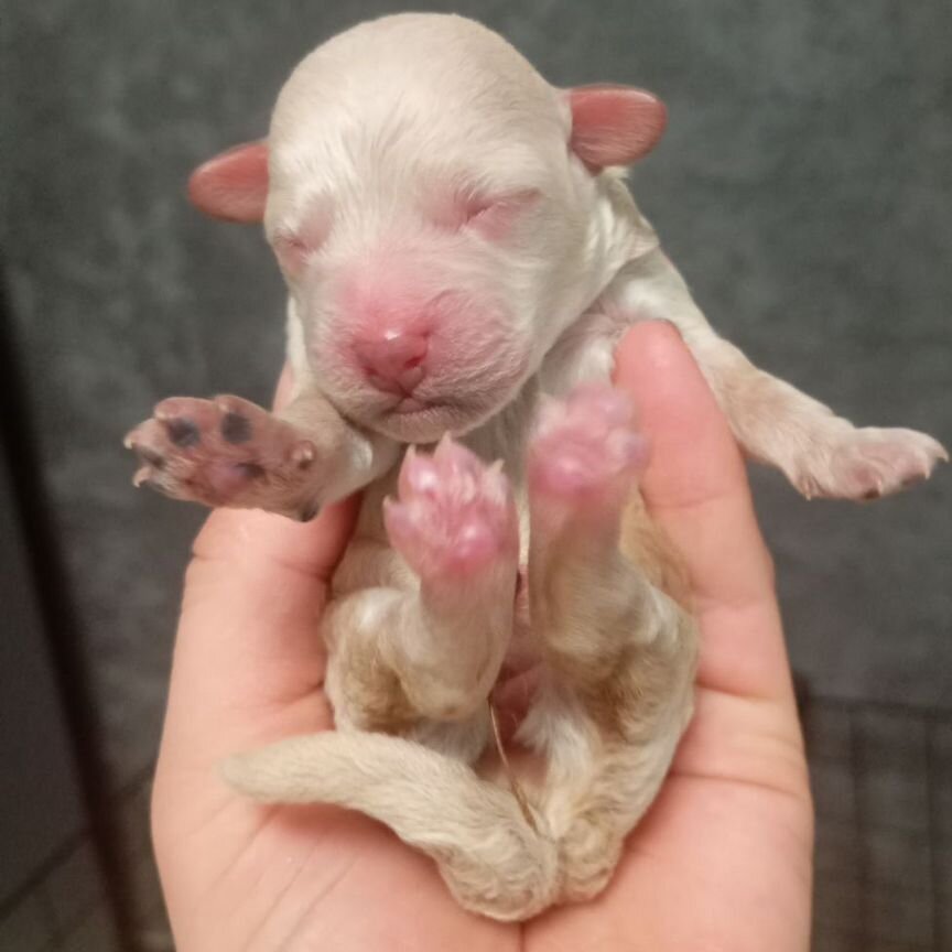 Пудель, щенок