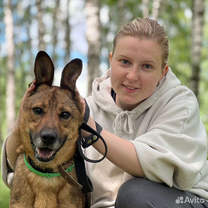 Милая собака Юла ждёт семью