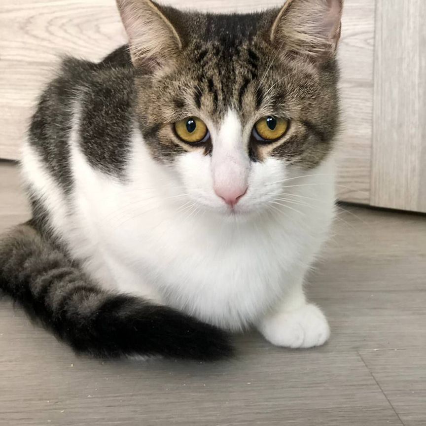 Котёнок Роберт