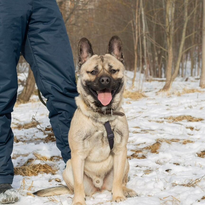 Собака Ромка