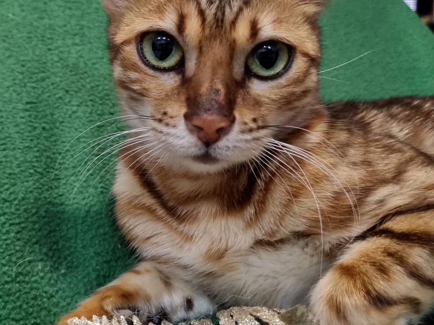 Очень красивая кошка с грустными глазами