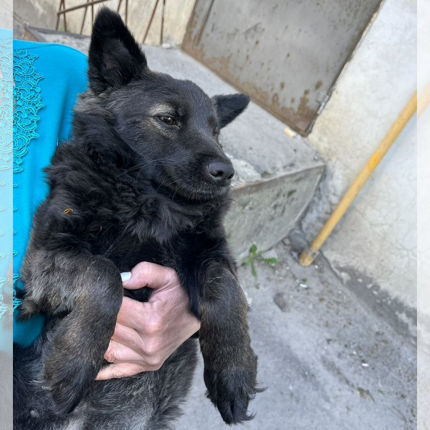 Собака