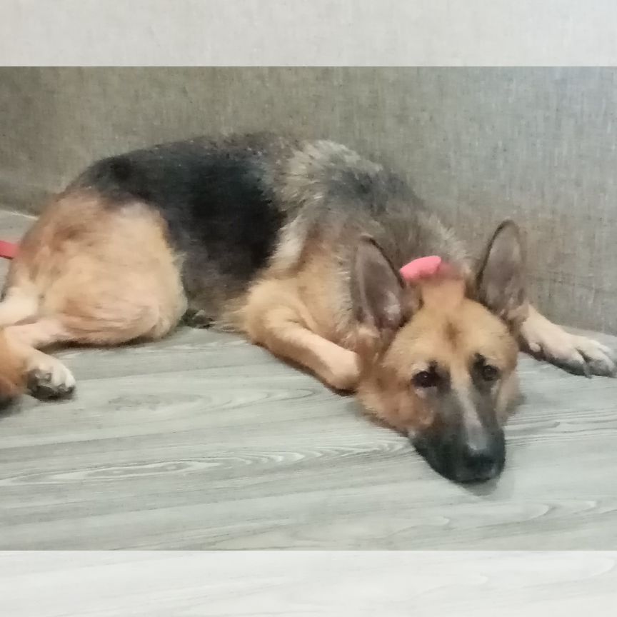 Чистокровная немка