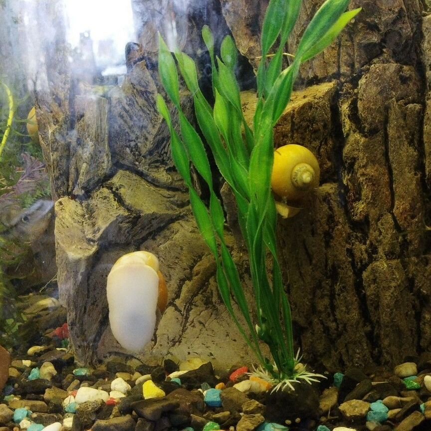 Улитки ампулярии