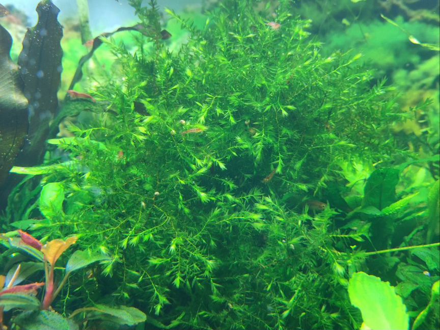 Набор аквариумных растений