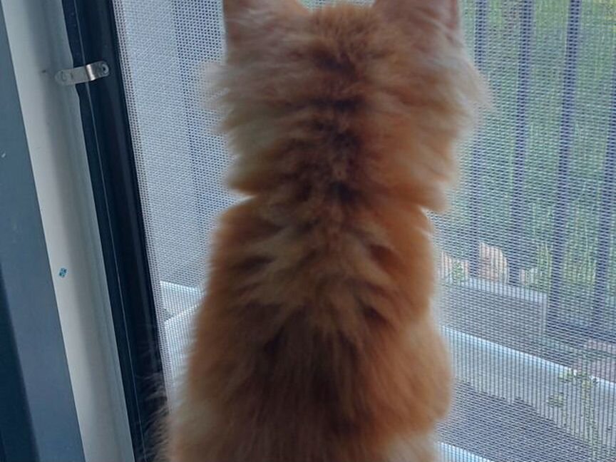 Котята мейн-кун рыжие