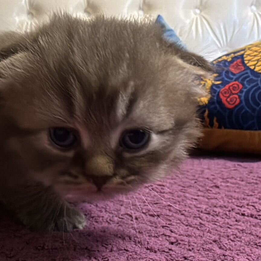 Шотландские котята