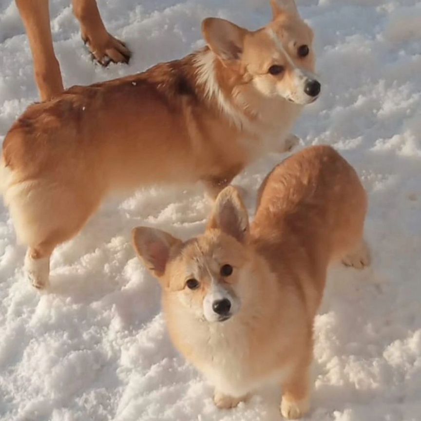 Вельш-корги пемброк суки