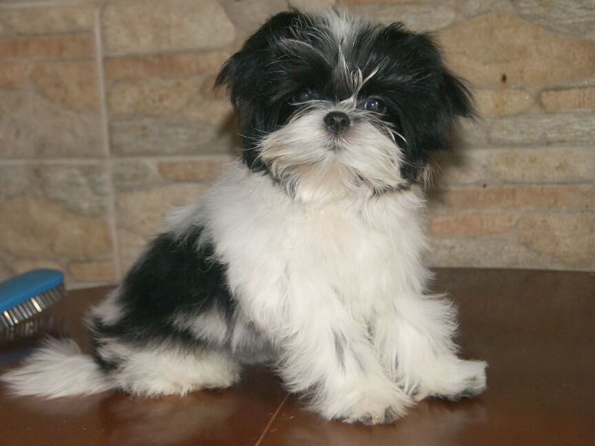 Щенок ши-тцу мальчик мини