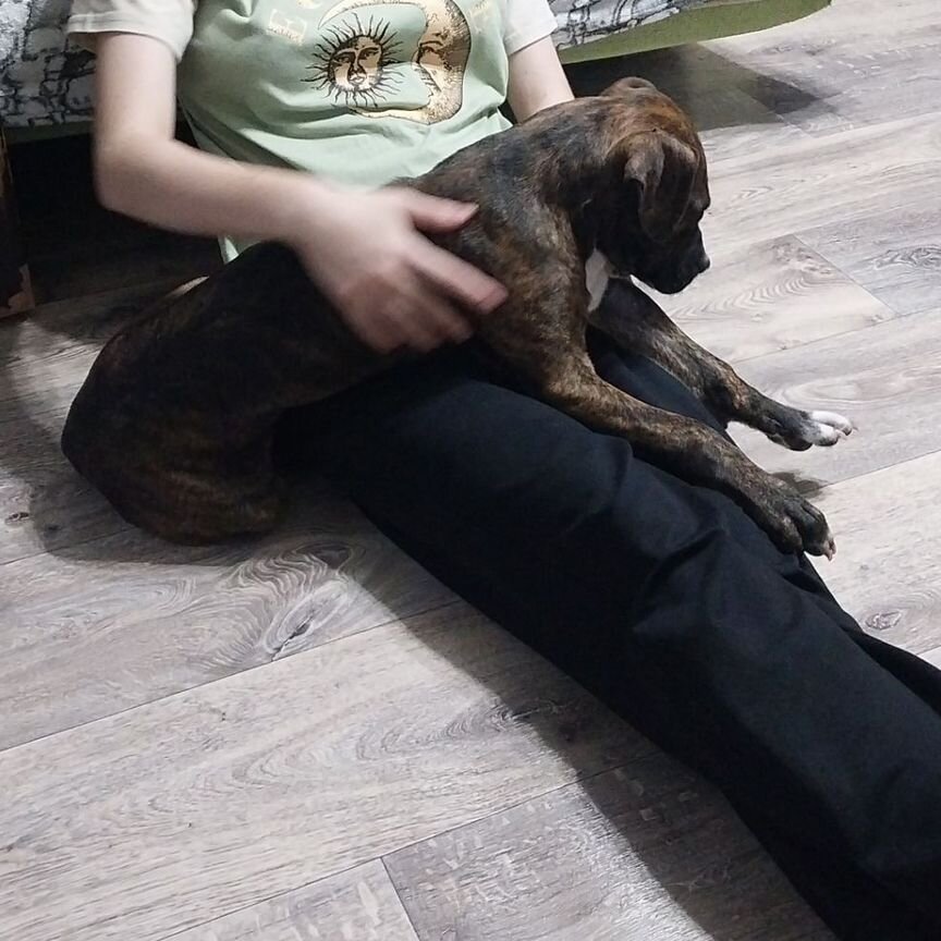 Американский стаффордширский терьер, щенок