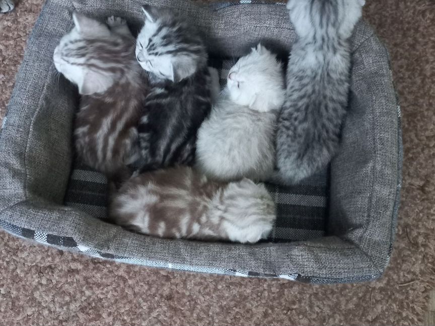 Шотландские малыши