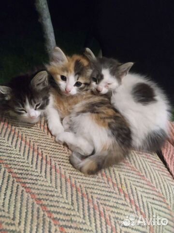 Котята в добрые руки даром