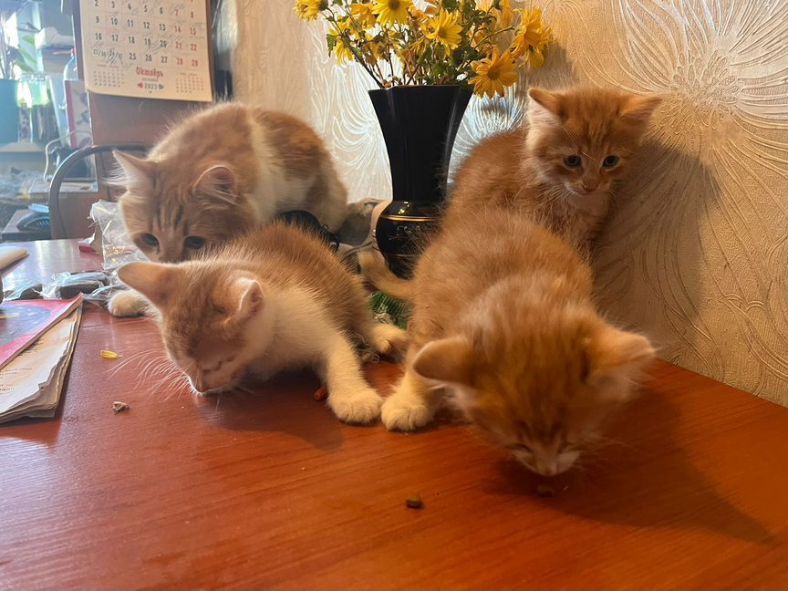 Рыжие котята 1,5 месяца