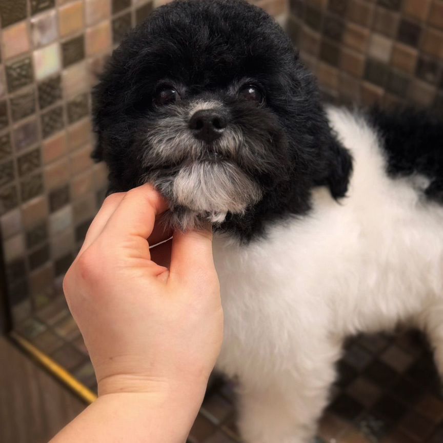 Тикап тедди пудель Китай патиколор