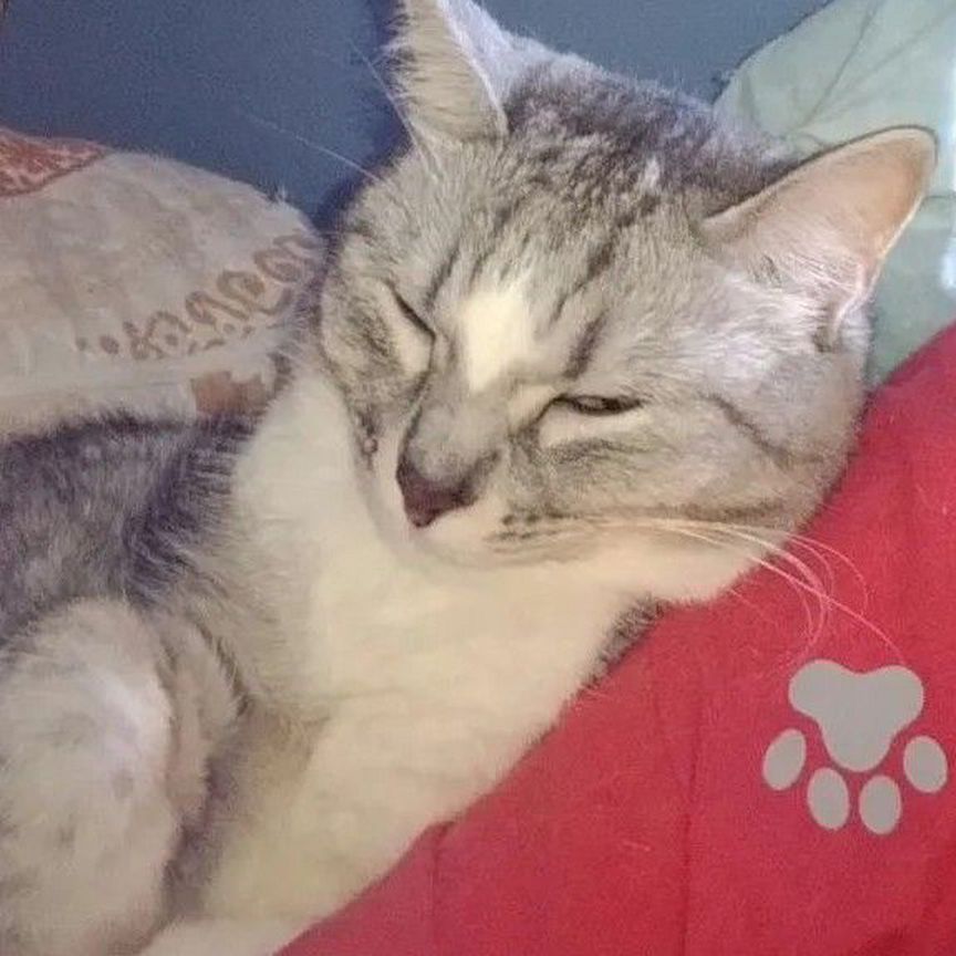 Потерялась кошка