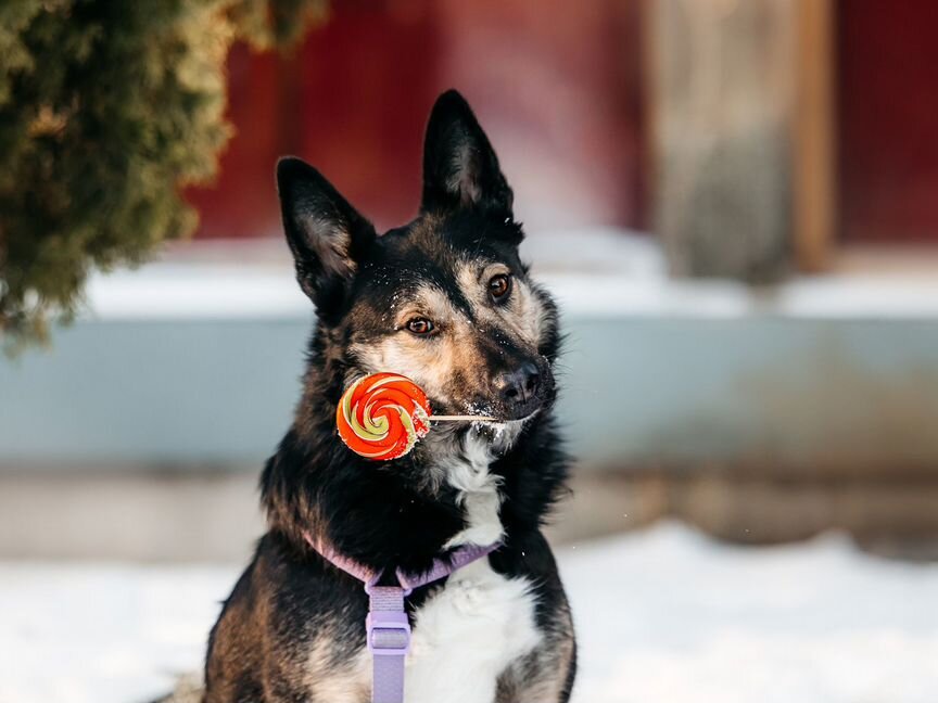 Собака в добрые руки
