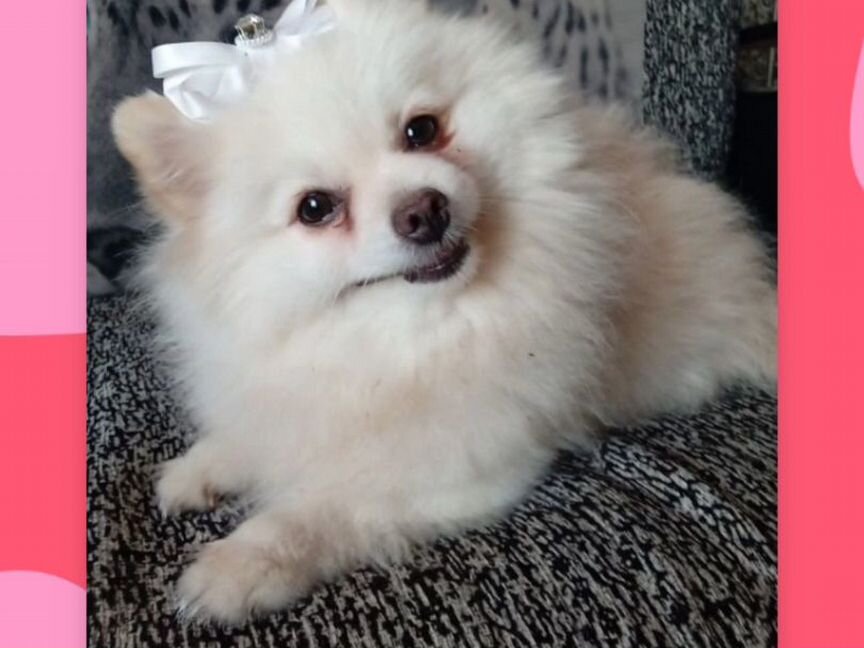 Щенок шпица