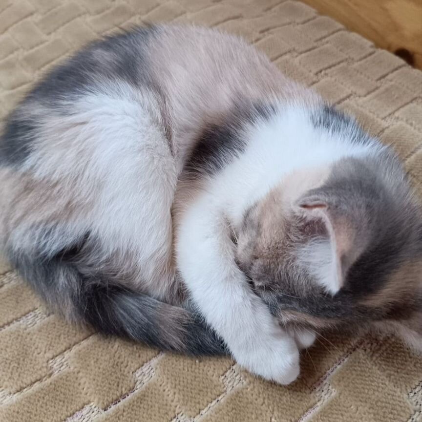 Милые котята ищут дом
