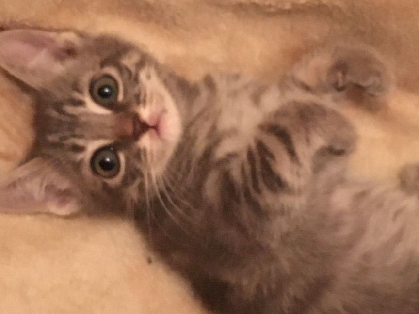 Кошка,котенок пока