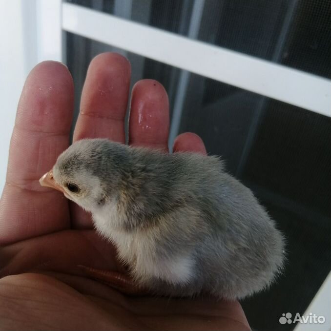 Цыплята цесарки