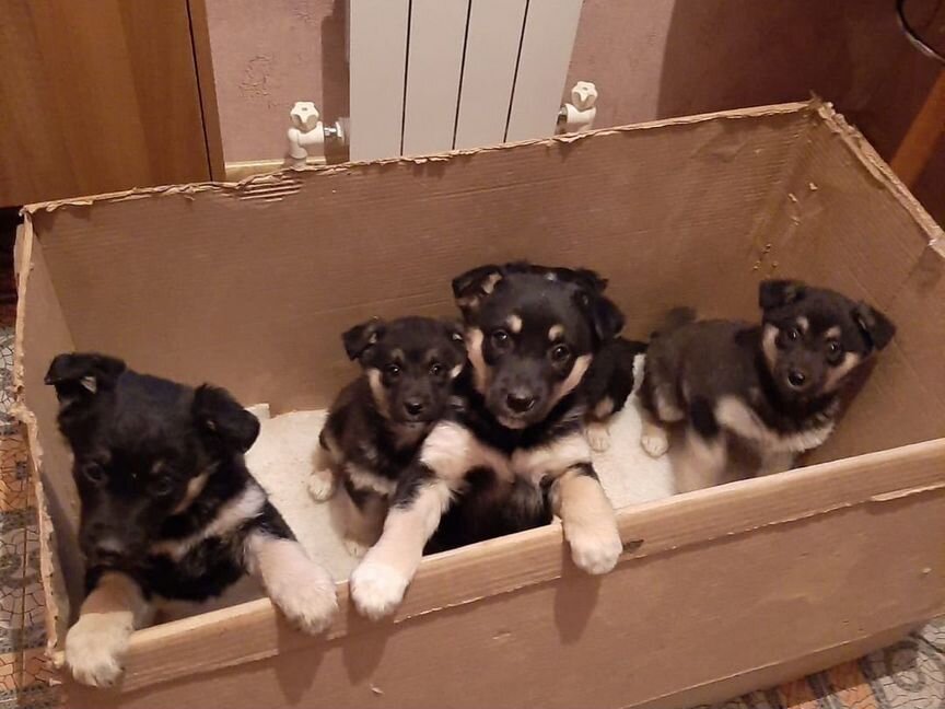 Собака в добрые руки отдам бесплатно