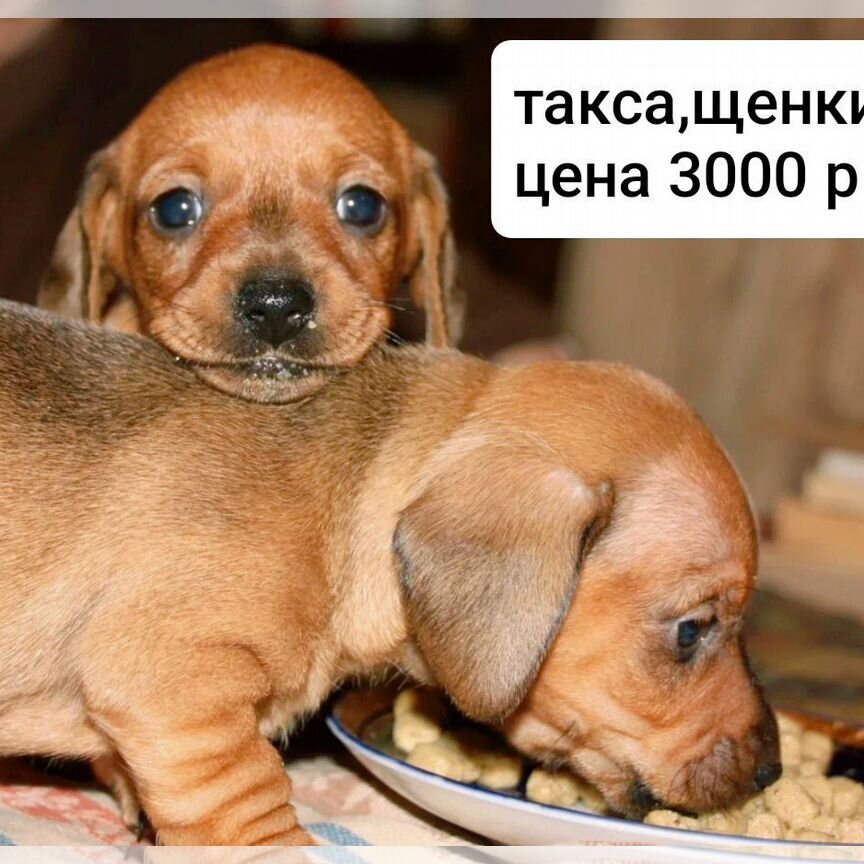 Щенок в добрые руки