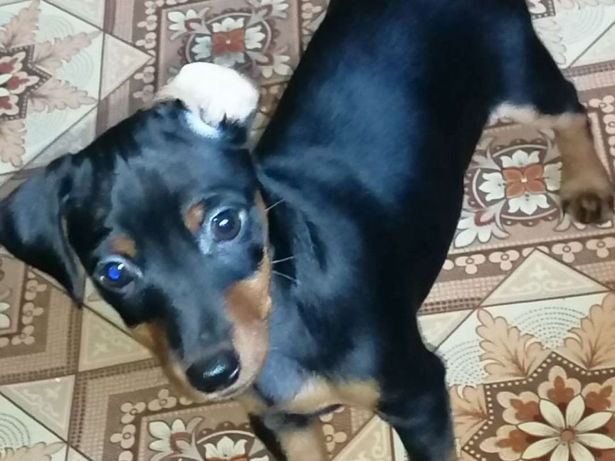 Малыш цвергпинчера